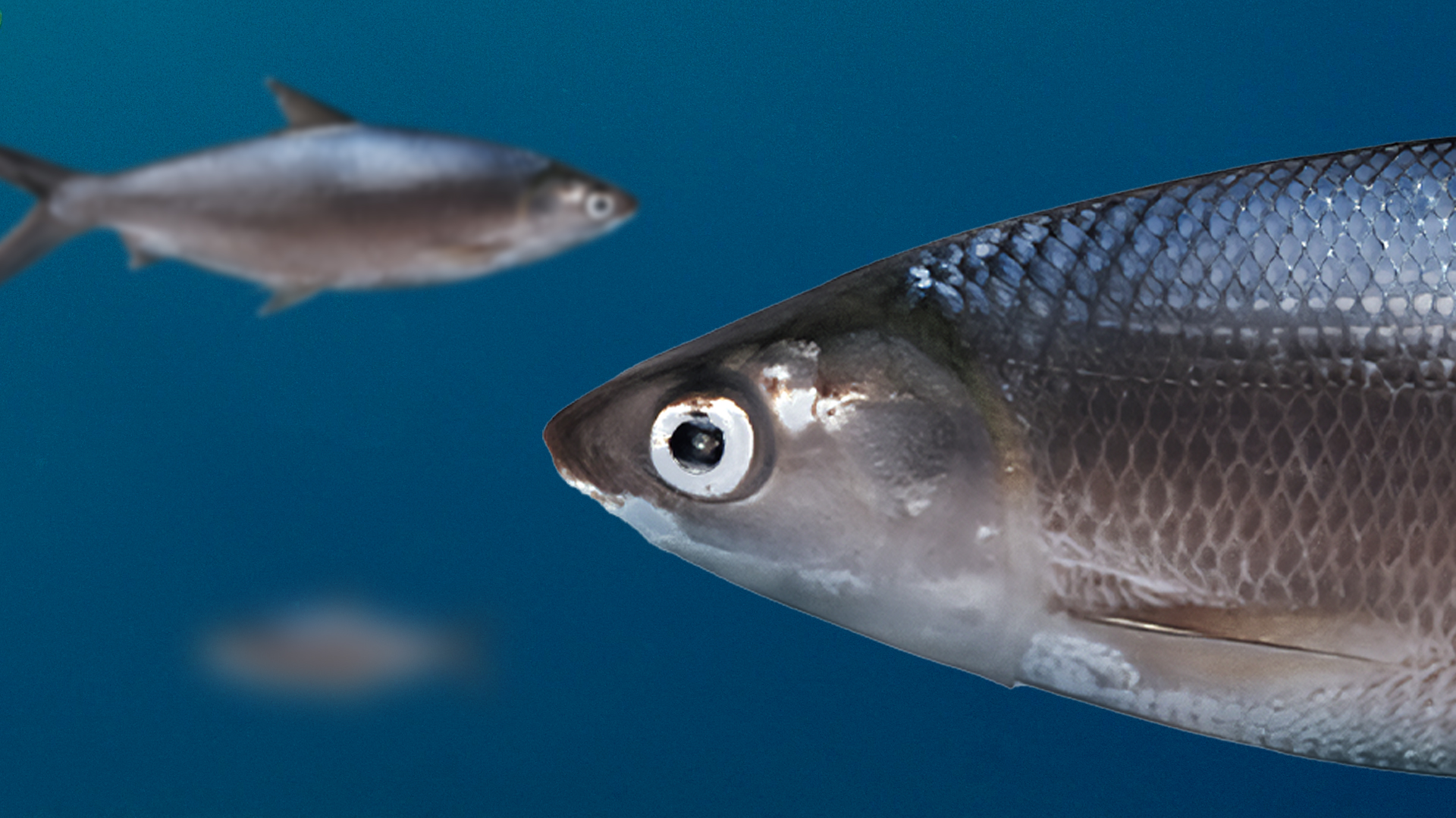 Mengenal Ikan Bandeng, Salah Satu Komoditas Unggulan Budidaya Ikan