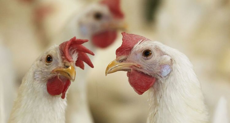 Newcastle Disease (Tetelo) pada Ayam: Ketahui hal berikut agar tidak ...